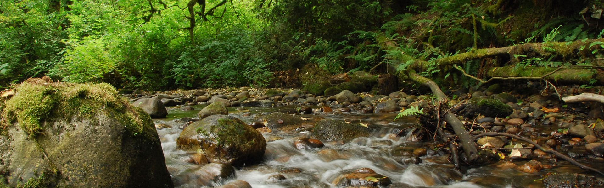 BANNER stream.jpg | City of Abbotsford